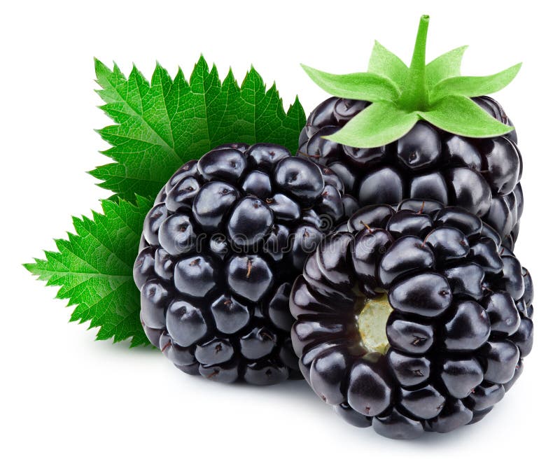 Fresh Organic Blackbery with Leaves Isolated Stock Illustration ...