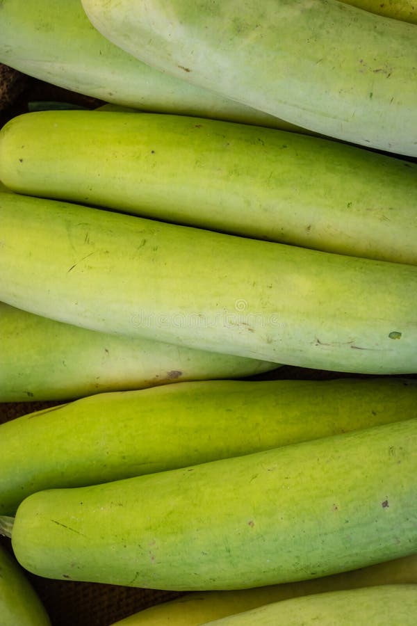Fresh Organic Bottle Gourd from Farm Close Up from Different Angle ...
