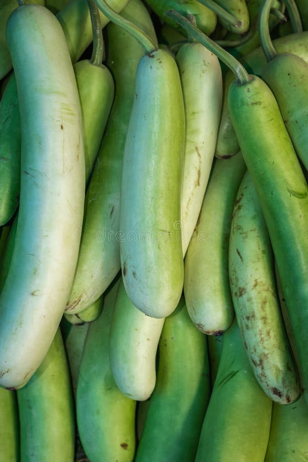 Fresh Organic Bottle Gourd from Farm Close Up from Different Angle ...
