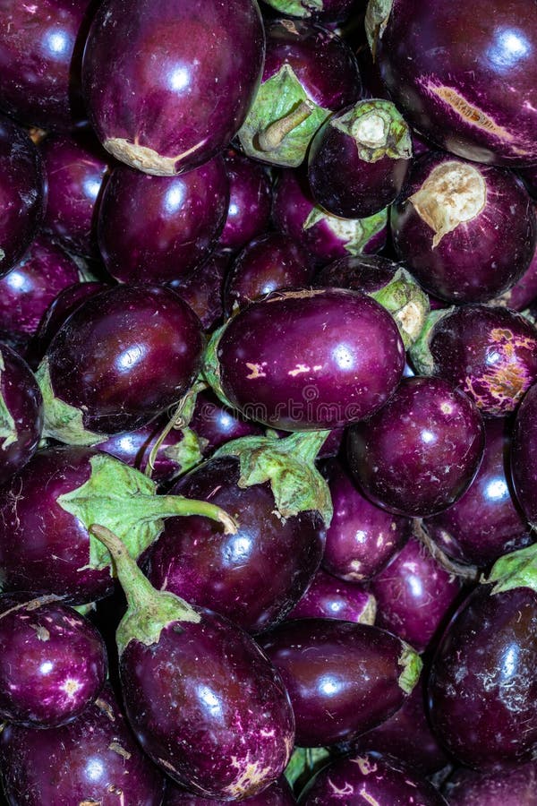 Fresh Organic Brinjal from Farm Close Up from Different Angle Stock ...
