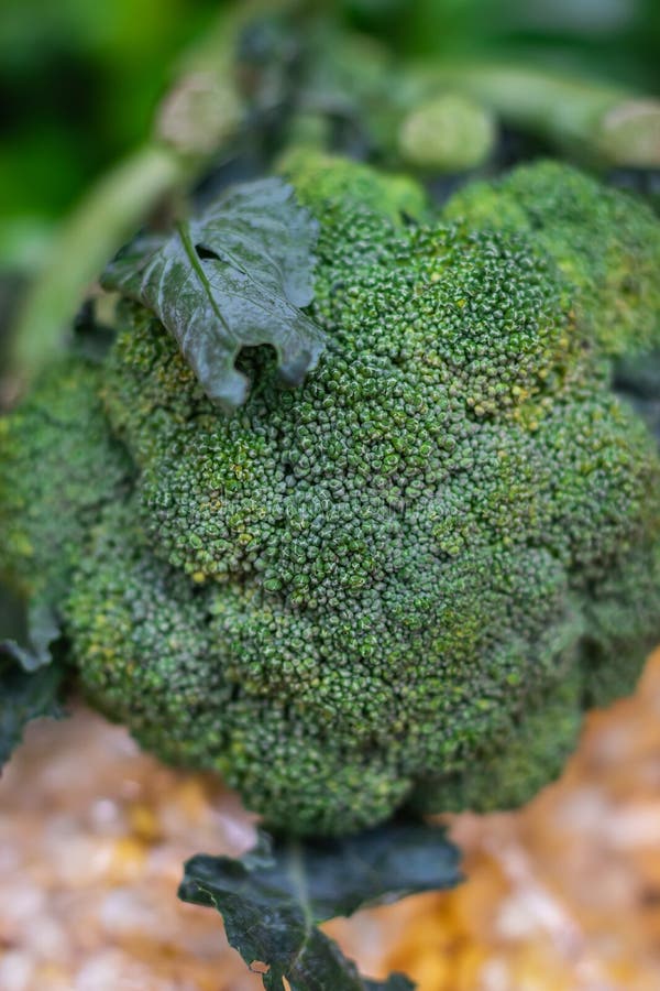 Fresh Organic Broccoli from Farm Close Up from Different Angle Stock ...