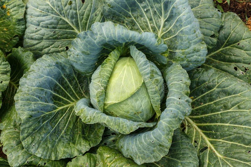 Fresh Organic Cabbage in the Garden Stock Photo - Image of crop, garden ...