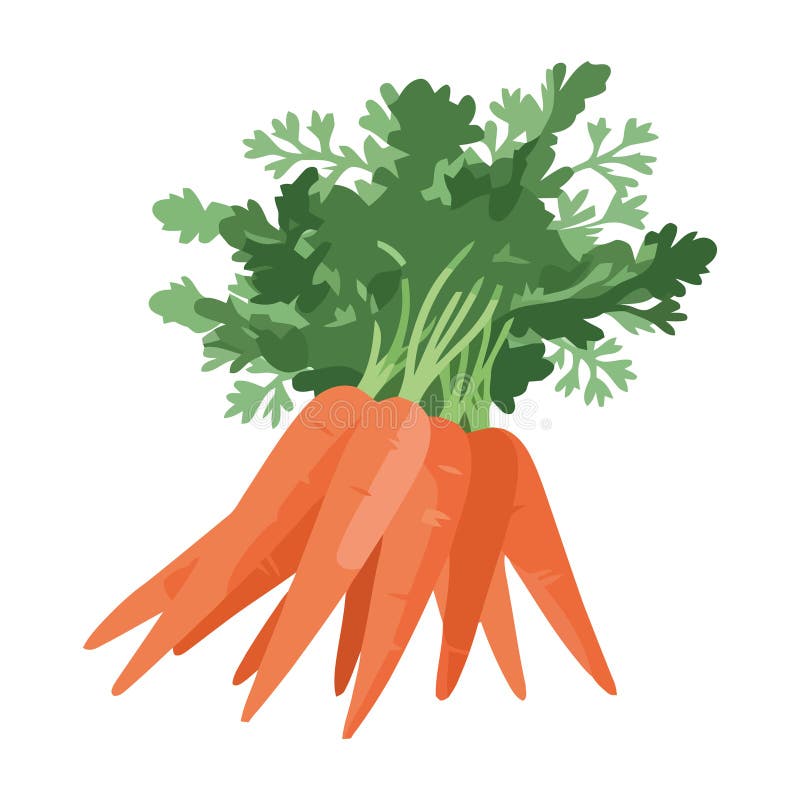 Fresh Organic Carrot, Root Vegetable Bundle Stock Vector - Illustration ...