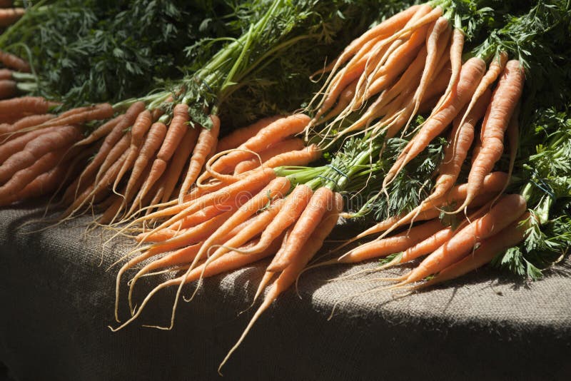Fresh organic carrots stock image. Image of carrot, fresh - 19091073