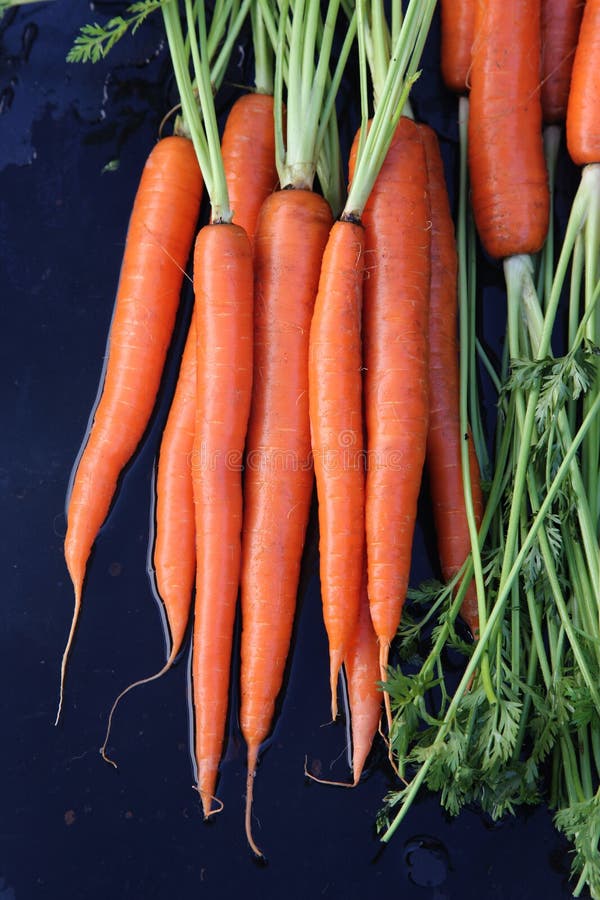 Fresh Organic Carrots stock image. Image of leaf, sunlight - 24551099