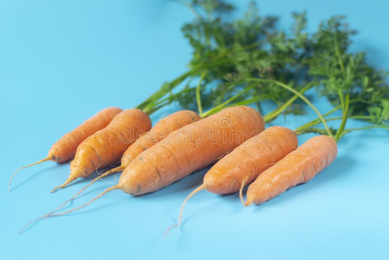Fresh, Organic Carrots on Light Blue Background Stock Image - Image of ...