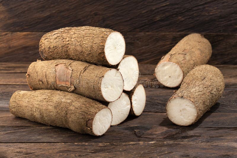 Fresh Organic Cassava (mandioca) - Manihot Esculenta Stock Image ...