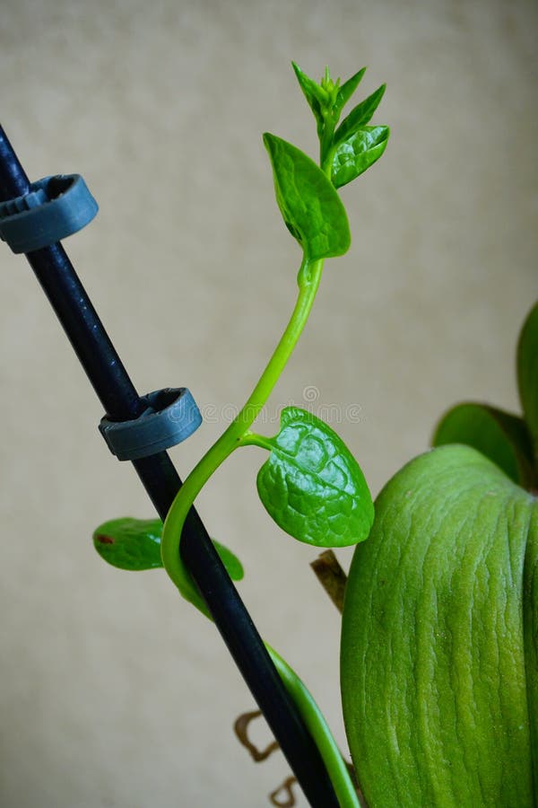 Ceylon Malabar Spinach in Home Garden Stock Image - Image of climbing ...