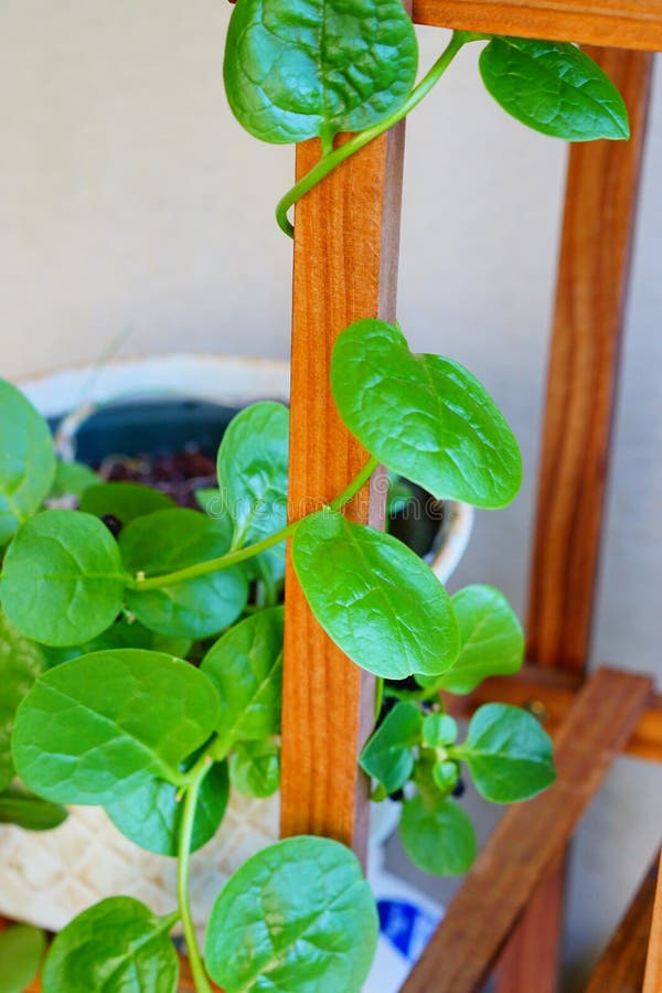 Ceylon Malabar Spinach in Home Garden Stock Image - Image of pattern ...