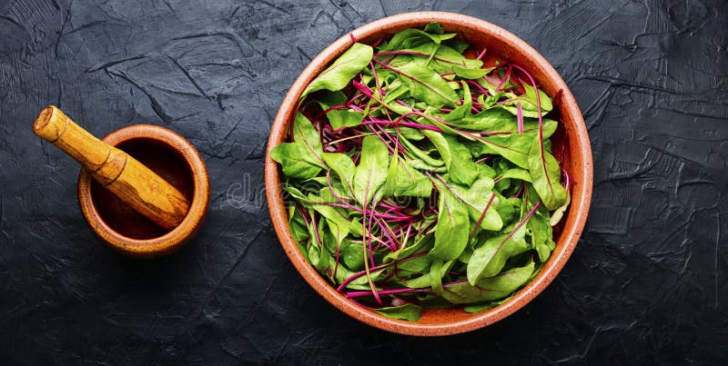 Chard or leaf beets stock image. Image of beet, nature - 223149769