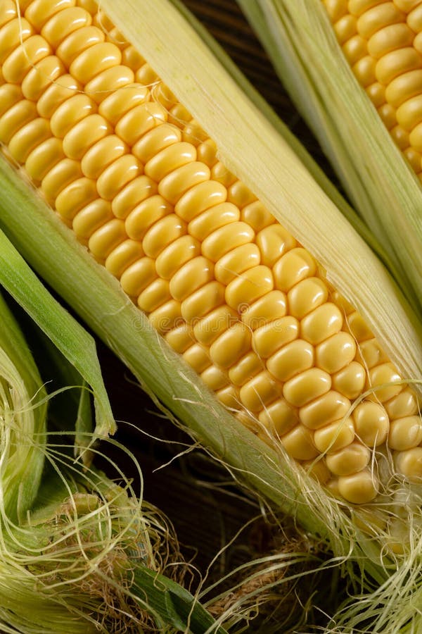 Fresh Organic Yellow Corn with Green Leaves Stock Image - Image of dark ...