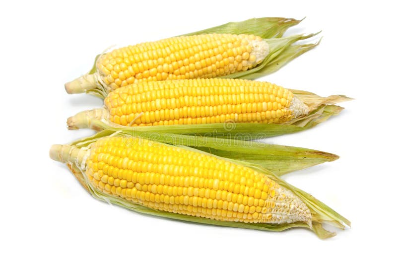 Fresh organic corn stock photo. Image of macro, grain - 26441312