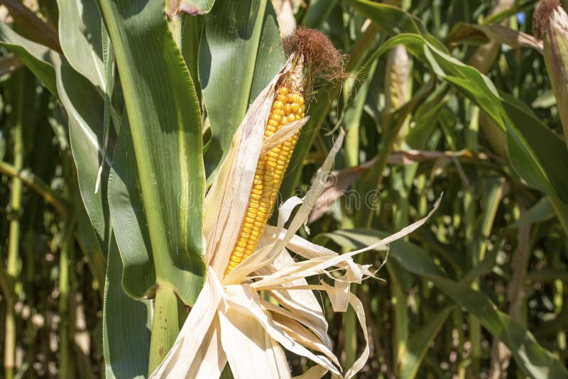 Fresh Corn Field Agriculture Stock Image - Image of corn, freshness ...