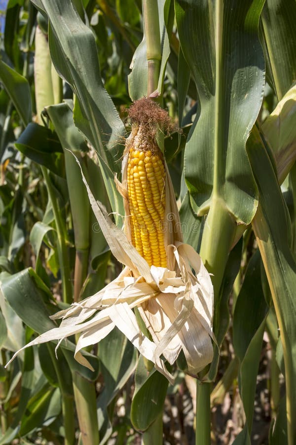 Fresh Corn Field Agriculture Stock Image - Image of corn, agriculture ...