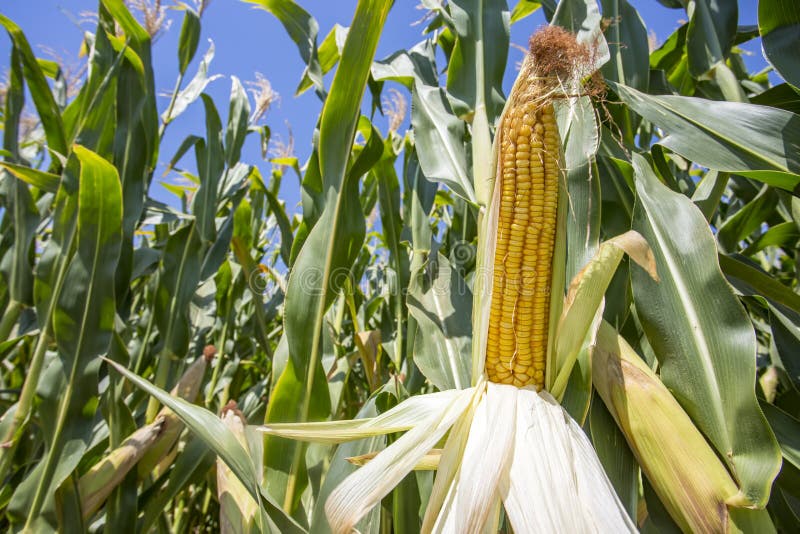 Fresh Corn Field Agriculture Stock Image - Image of outdoors, space ...