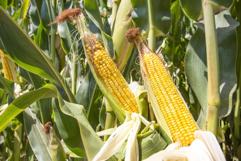 Fresh Corn Field Agriculture Stock Image - Image of outdoors, freshness ...