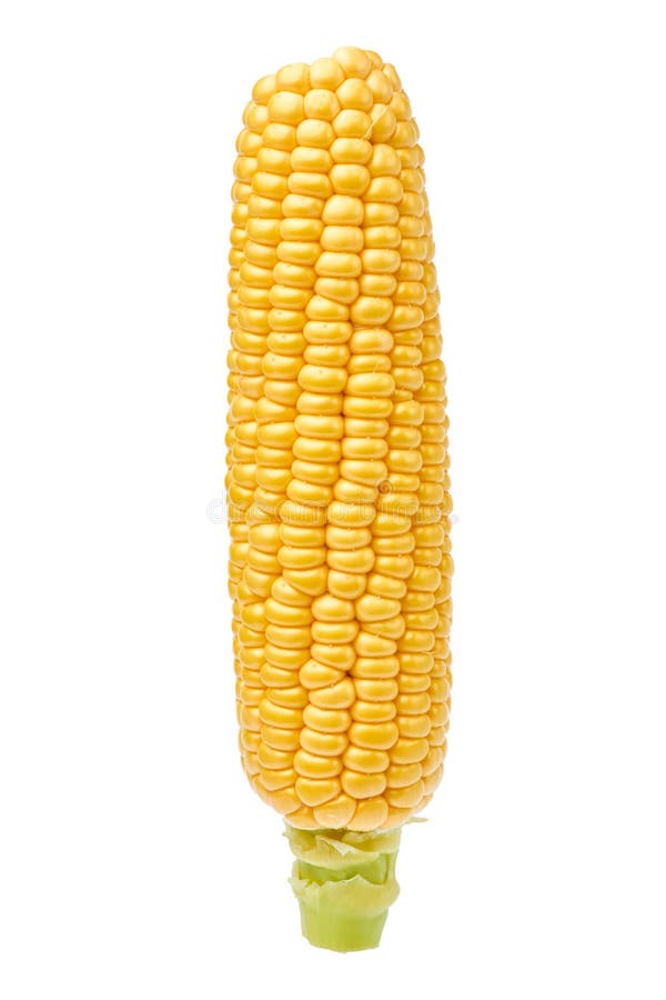 Fresh Organic Corn Cob Isolated on White Background Stock Photo - Image ...
