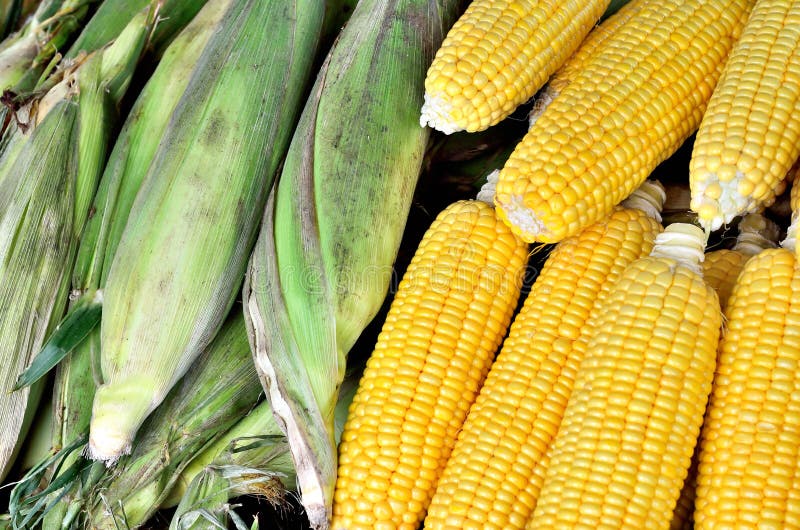 Fresh Organic Corn Cob, a Healthy Gourmet Ingredient Stock Vector ...