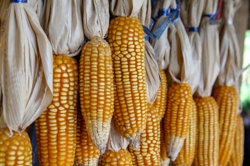 Fresh Organic Corn. Sweet Corn Display Stock Photo - Image of harvest ...