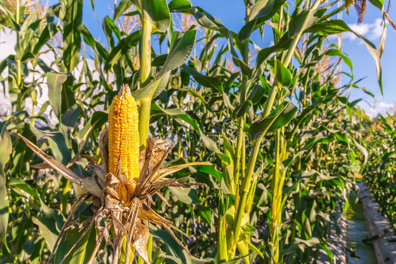 Fresh Organic Corn and Corn Tree in Corn Field Stock Photo - Image of ...