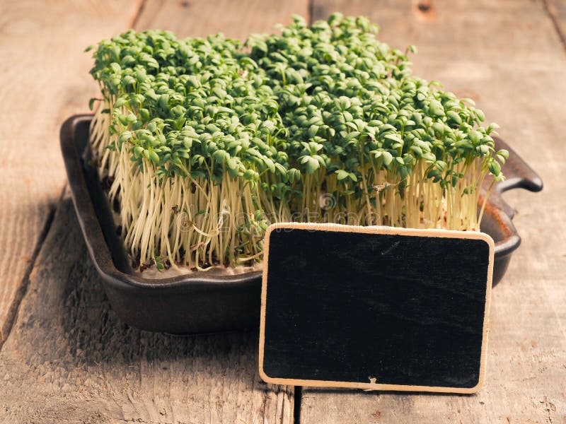 Fresh Organic Cress on a Rustic Kitchen Table Stock Photo - Image of ...