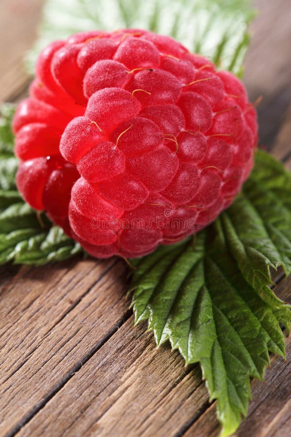 4,134 Raspberry Plants Photos - Free & Royalty-Free Stock Photos from ...