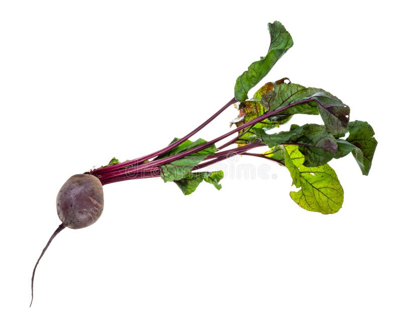 Fresh Organic Garden Beet Root with Greens Cutout Stock Image - Image ...