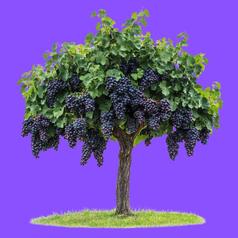 Fresh Organic Grape Tree with Grass Isolated on a Transparent ...