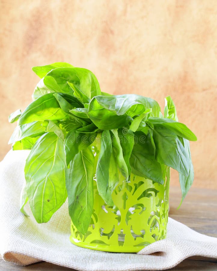 Fresh organic green basil stock photo. Image of italian - 29547178