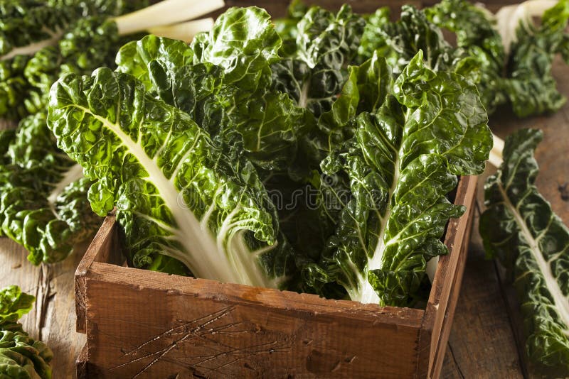 Fresh Organic Green Chard stock image. Image of leaf - 49602527