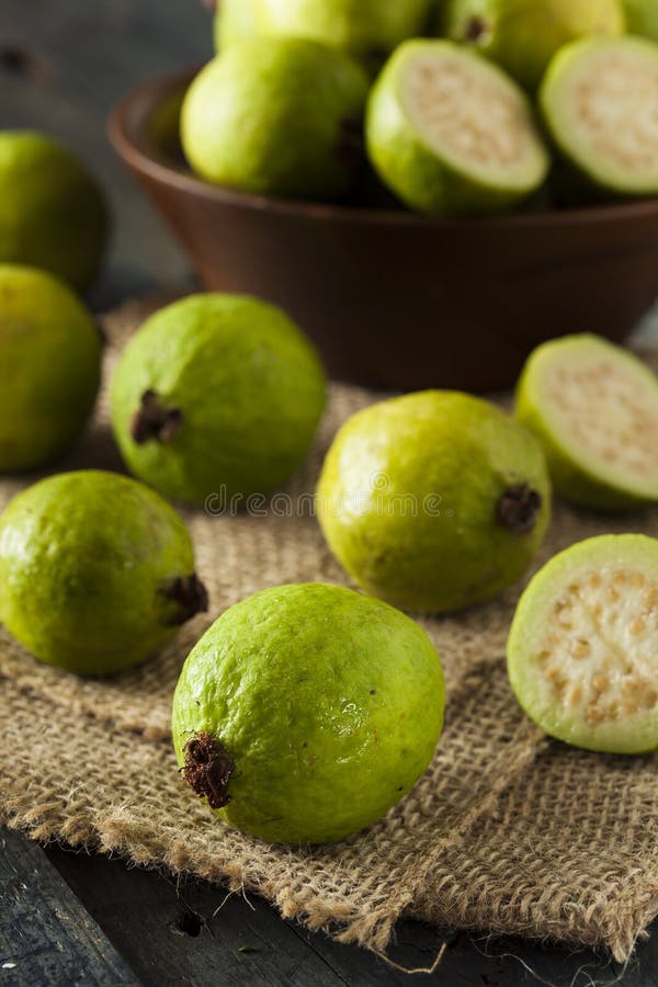 Green Guava Fruit in Garden Stock Image - Image of group, tree: 26602125