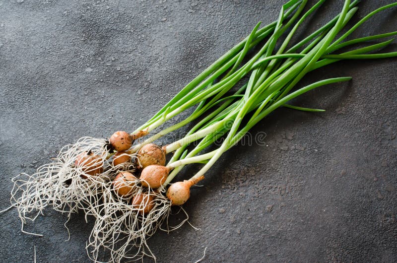 Fresh Organic Green Onions Freshly Picked from Garden Bed Stock Image ... Fresh Organic Green Onions Freshly Picked from Garden Bed Stock Image ...