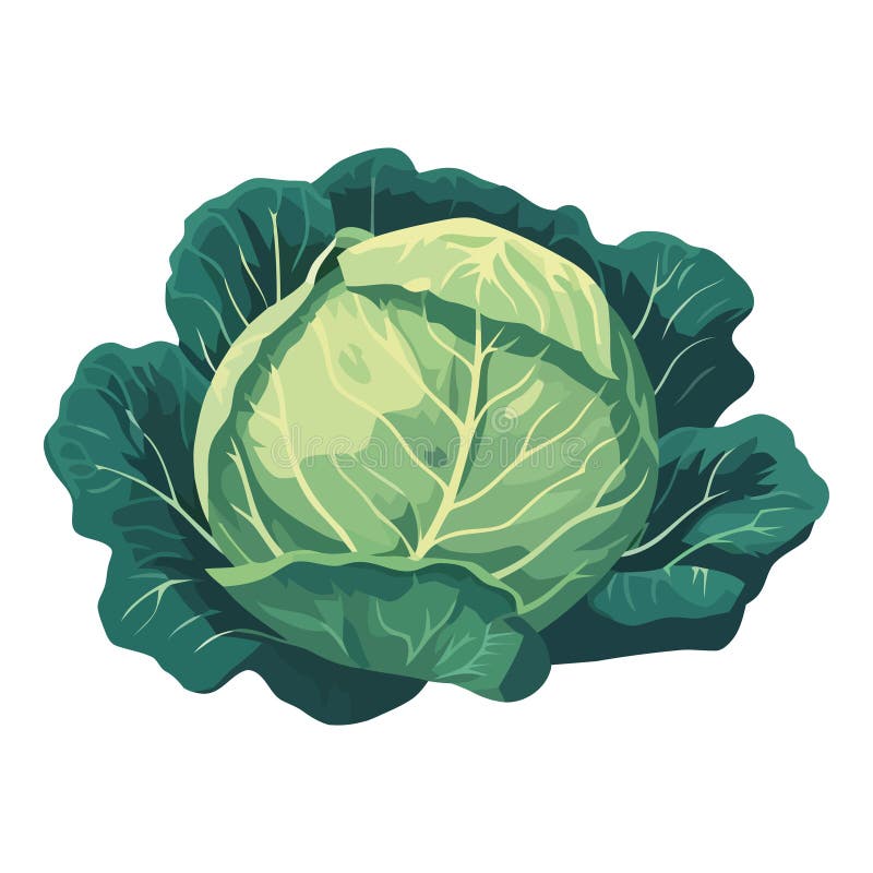 Fresh, Organic Healthy Cabbage Icon Stock Vector - Illustration of icon ...