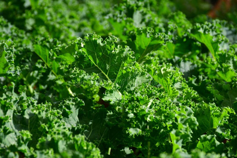 Fresh Organic Kale, Curl Leaf Kale in the Plantation Field Stock Image ...