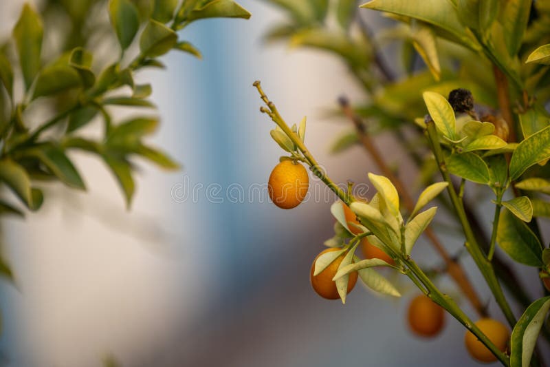 Fresh Organic Kumquats Ripen on the Tree Stock Photo - Image of tree ...