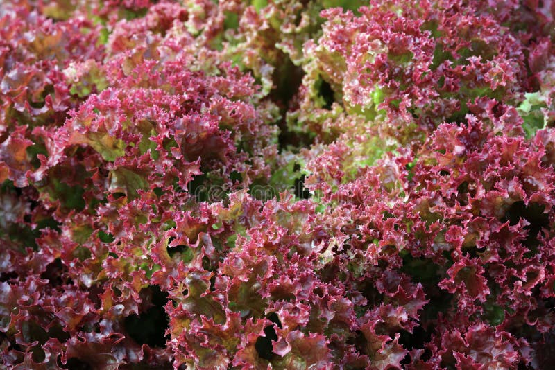 Lollo Rosso Green Lettuce Farm Fresh Bio Curly Lactuca Sativa Harvest ...