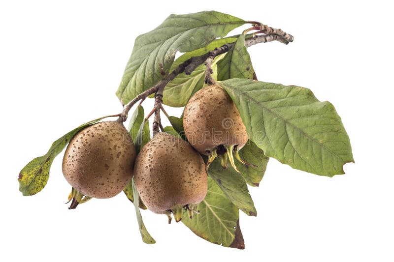 Bletting medlar fruit stock image. Image of culinary - 16579203