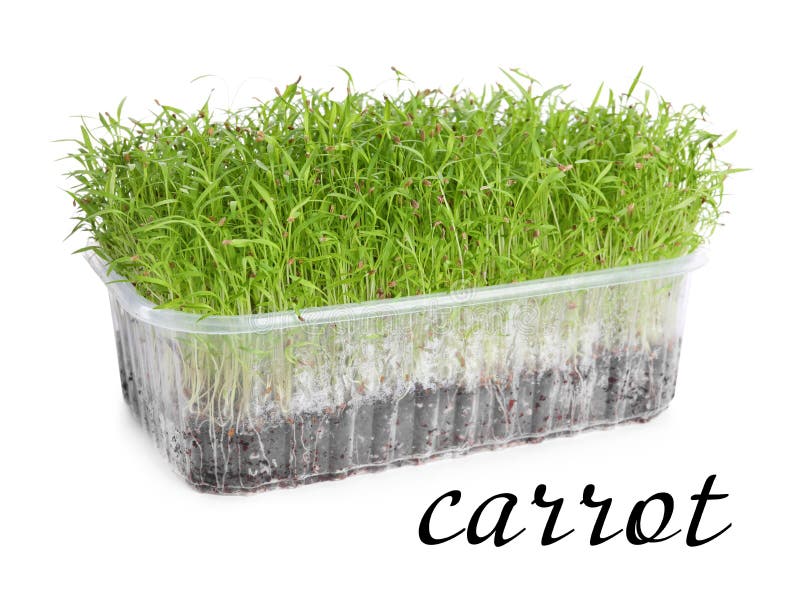 Fresh Organic Microgreen in Plastic Container on White Background Stock ...