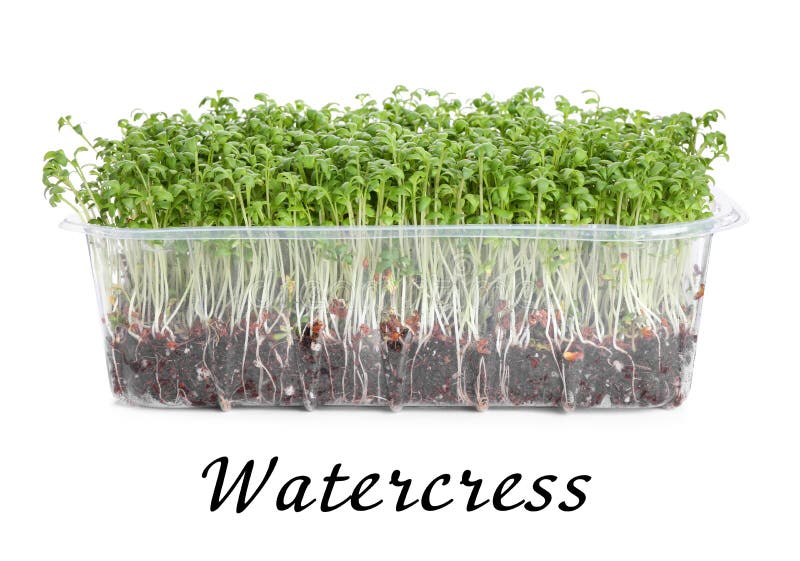 Fresh Organic Microgreen in Plastic Container on White Background Stock ...
