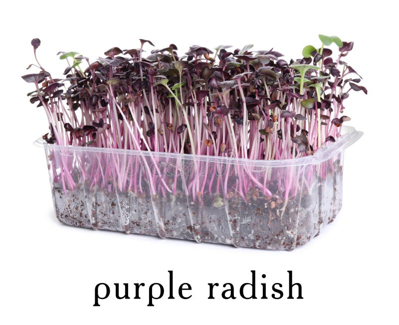 Fresh Organic Microgreen in Plastic Container on White Background Stock ...