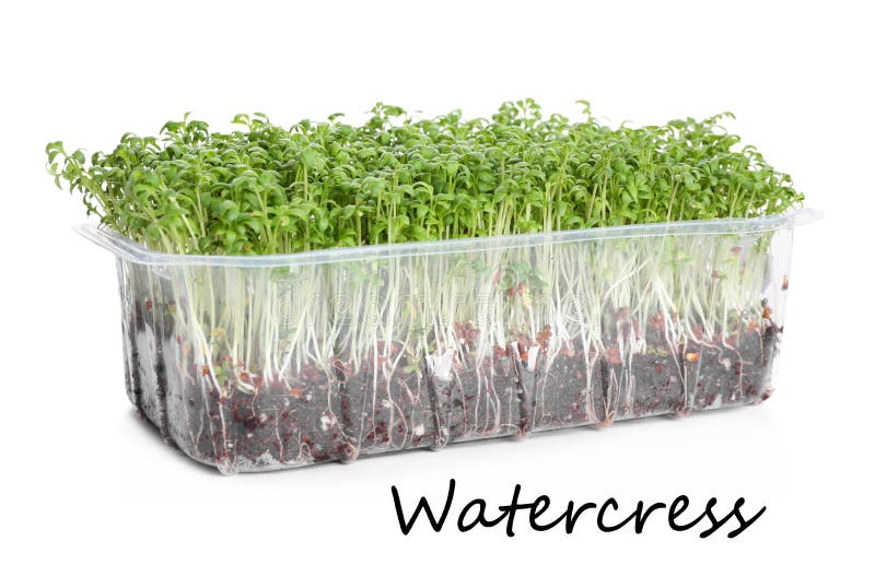 Fresh Organic Microgreen in Plastic Container on White Background Stock ...