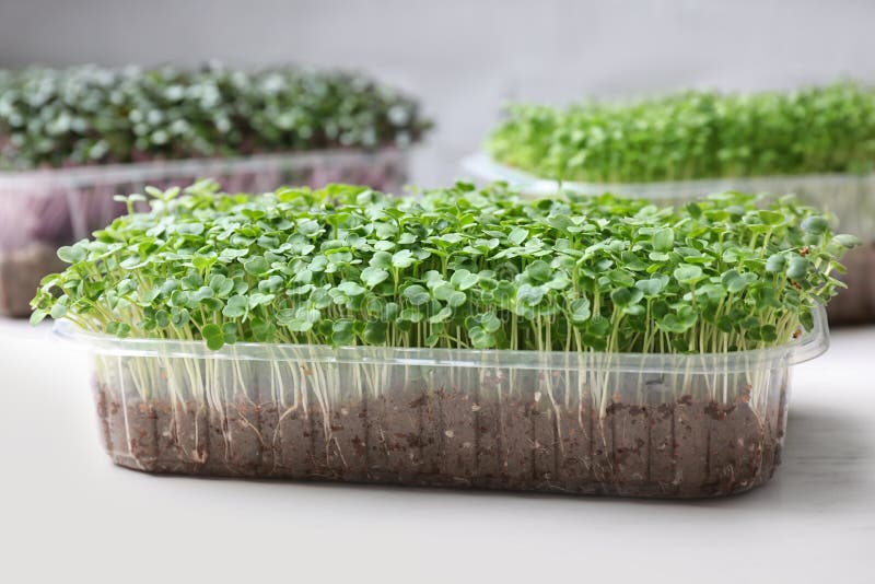 Fresh Organic Microgreen in Plastic Containers on White Table Stock ...