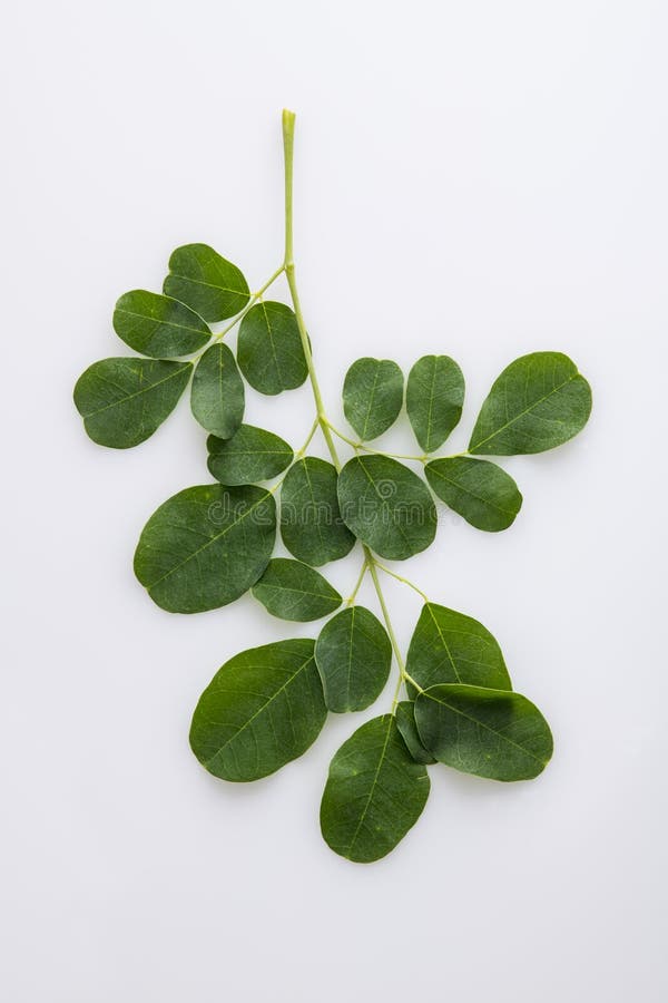 Fresh Organic Moringa Leaves Isolated on White Background Stock Photo ...