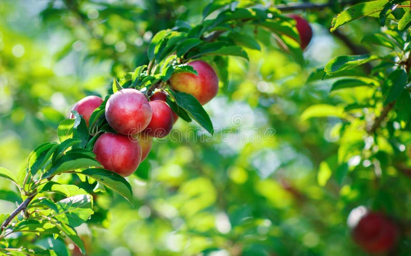 Nectarine stock photo. Image of diet, fruit, nectarine - 58100218