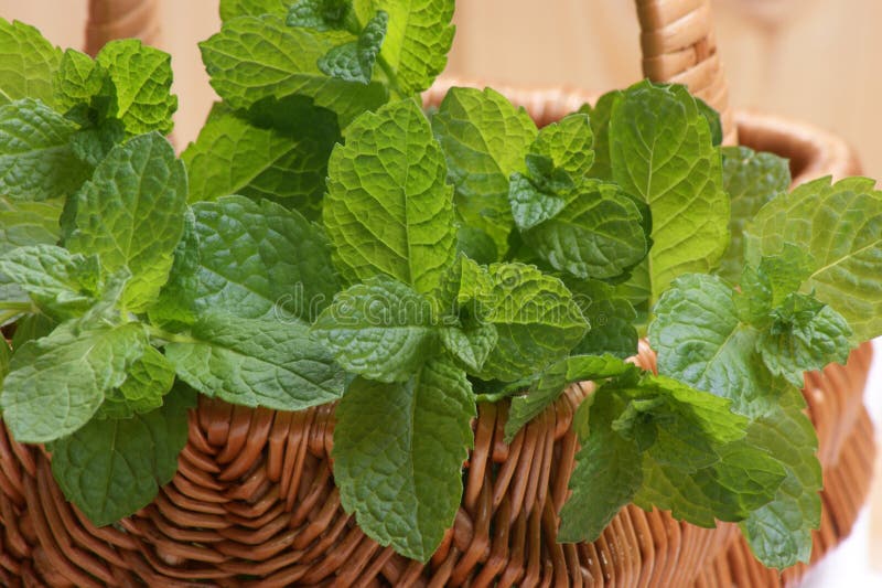 Fresh Organic Peppermint from the Garden Stock Photo - Image of ...