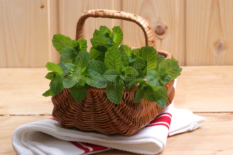 Fresh Organic Peppermint from the Garden Stock Image - Image of ...