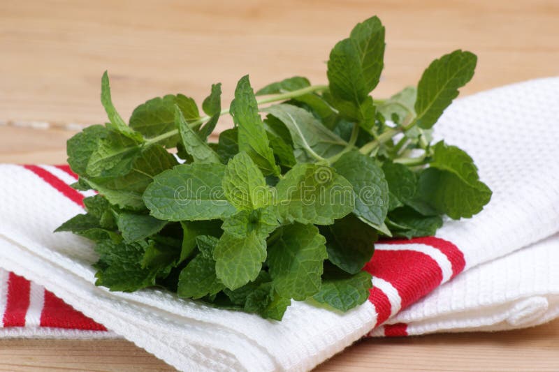 Fresh Organic Peppermint from the Garden Stock Image - Image of natural ...