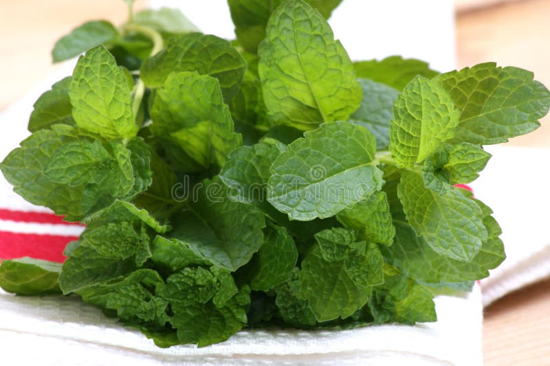 Fresh Organic Peppermint from the Garden Stock Photo - Image of natural ...