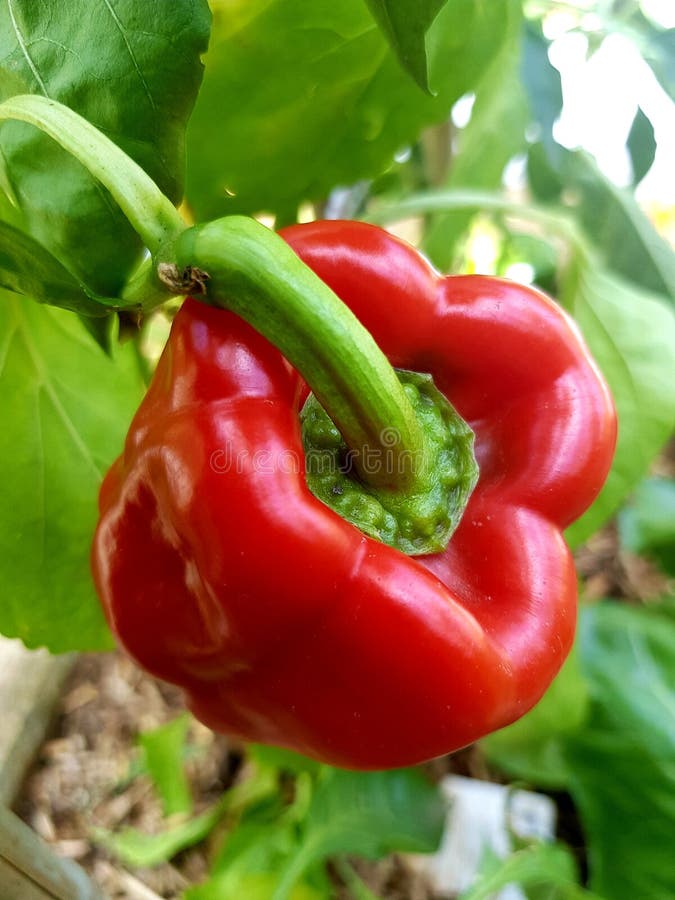 Fresh organic pepperoni stock photo. Image of fresh - 126221394