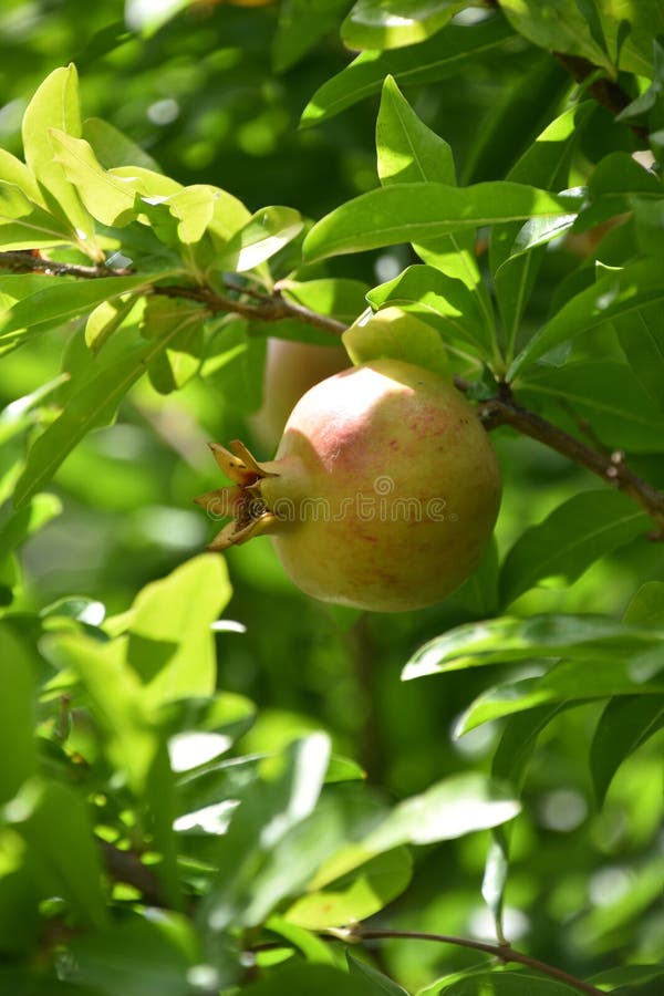 Fresh Organic Pomegranate on a Tree Branch Stock Photo - Image of ...